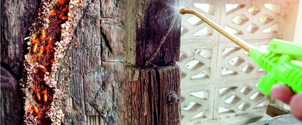 Pre-construction Termite Treatment: The Ultimate Guide 2023