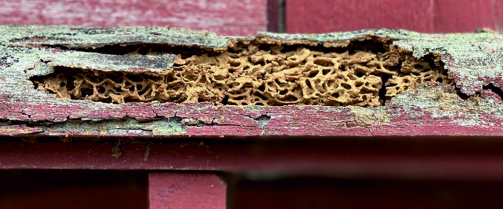 Pre-construction Termite Treatment: The Ultimate Guide 2023